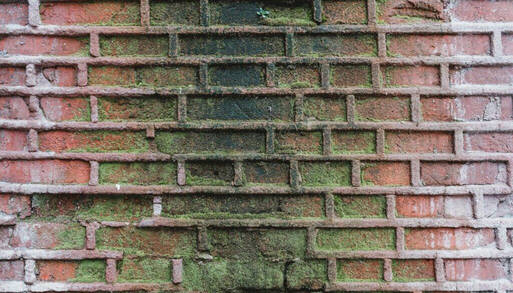 How to Identify and Manage Mold Problems in Strata Properties